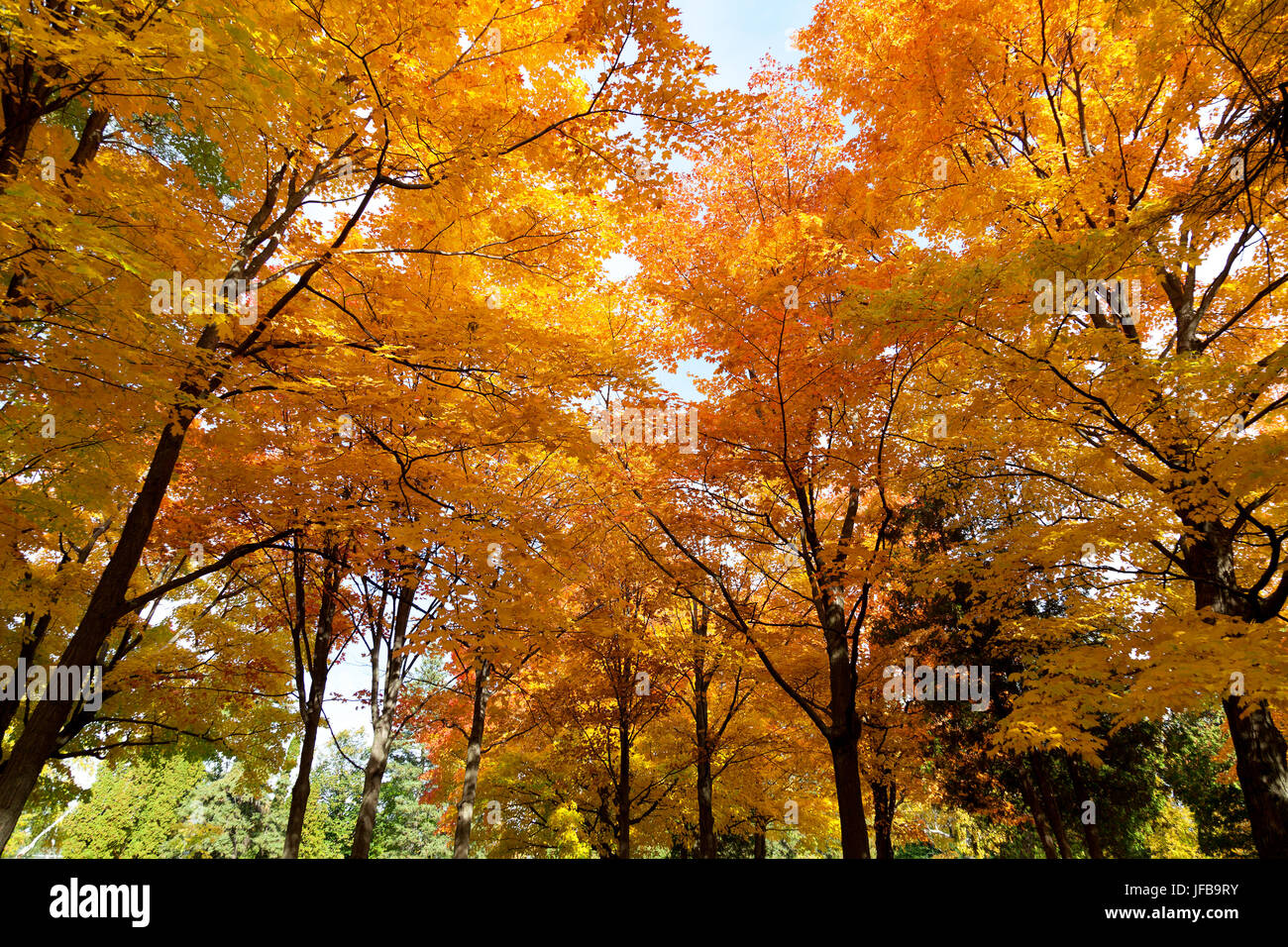 Canadian fall foliage Stock Photo - Alamy