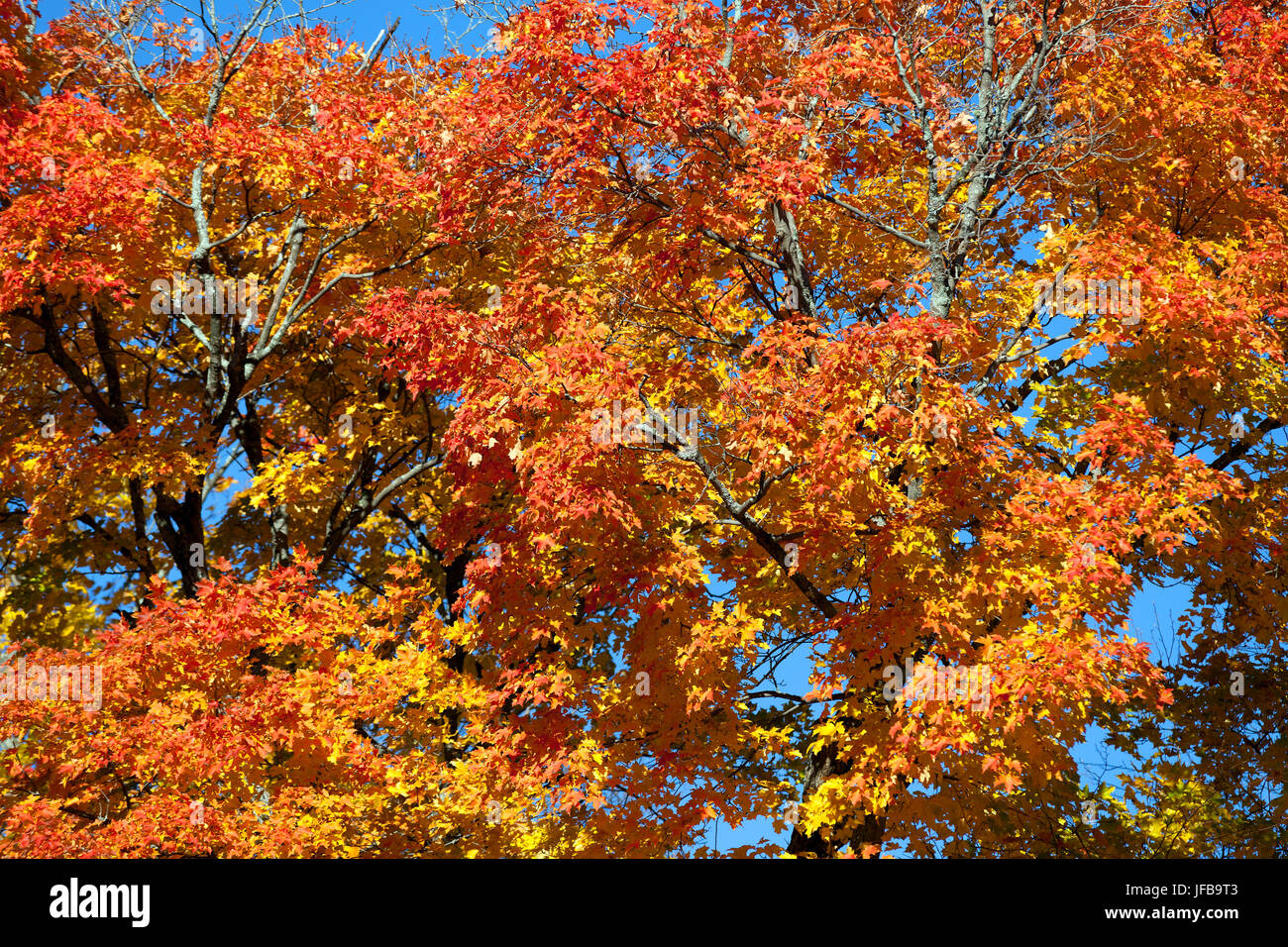 Canadian fall foliage Stock Photo - Alamy