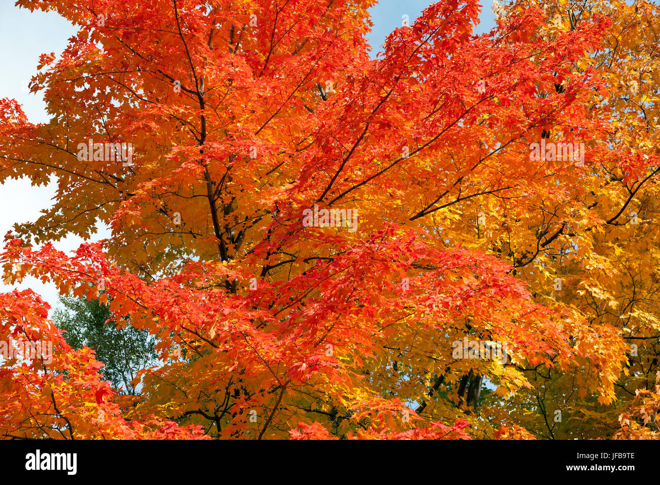 Canadian fall foliage Stock Photo - Alamy