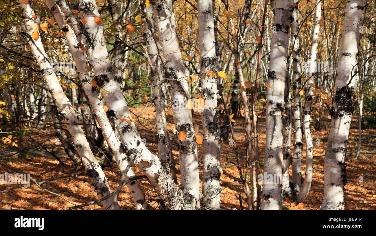 Populus tremuloides herbst hi-res stock photography and images - Alamy