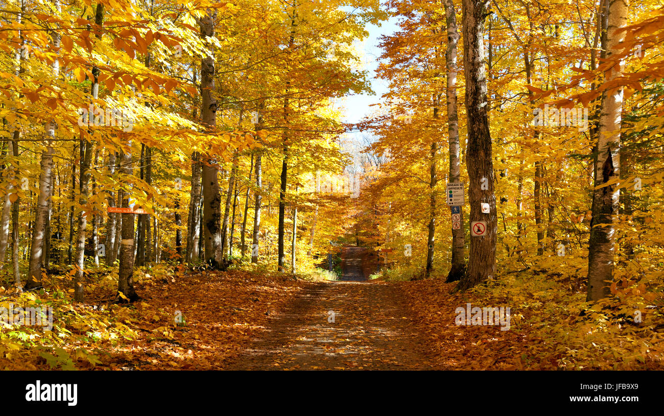 Colored footpath in Canada in the fall Stock Photo - Alamy