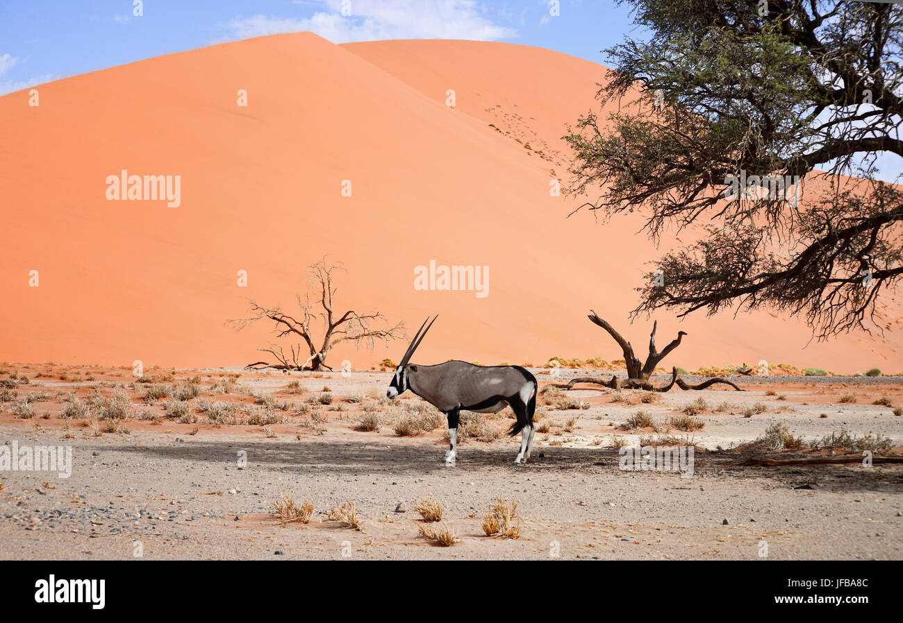 oryx in Africa Stock Photo - Alamy
