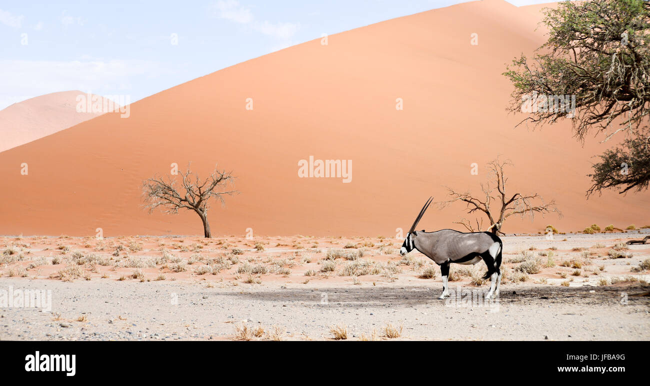 oryx in Africa Stock Photo - Alamy