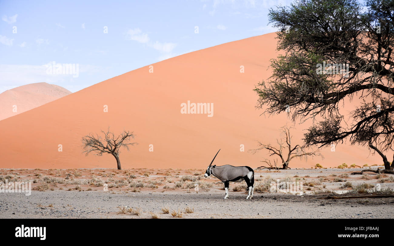oryx in Africa Stock Photo - Alamy