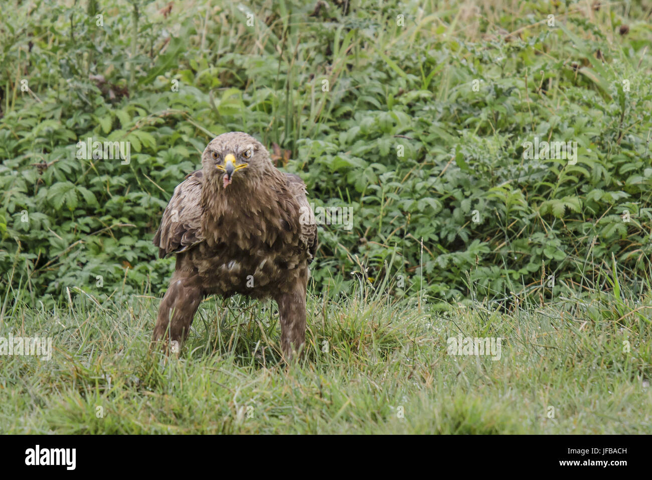 Lesser spotted hi-res stock photography and images - Alamy
