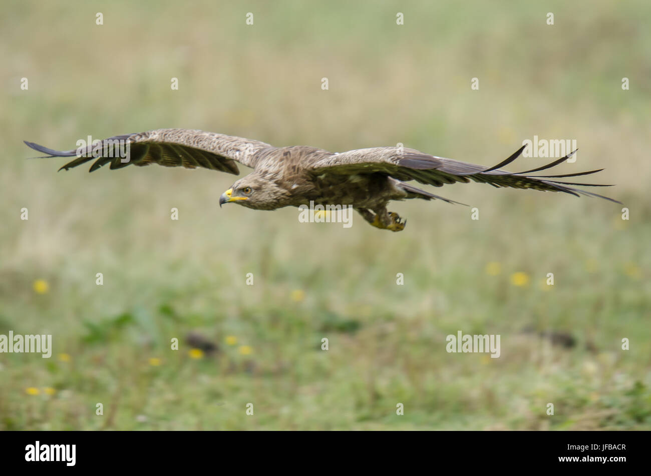 Lesser spotted eagle Stock Photo - Alamy