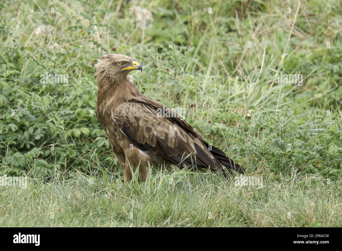 Lesser spotted eagle Stock Photo - Alamy