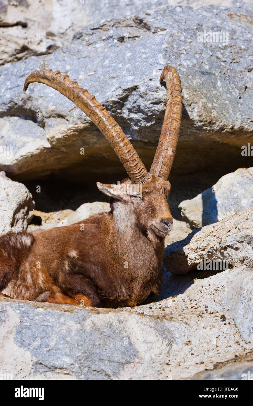 Ibex habitat hi-res stock photography and images - Alamy