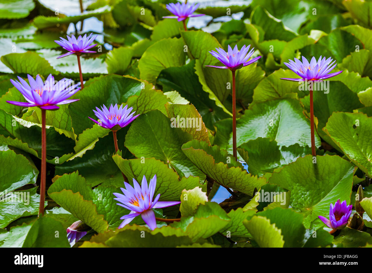 Lilly pad flowers hi-res stock photography and images - Alamy