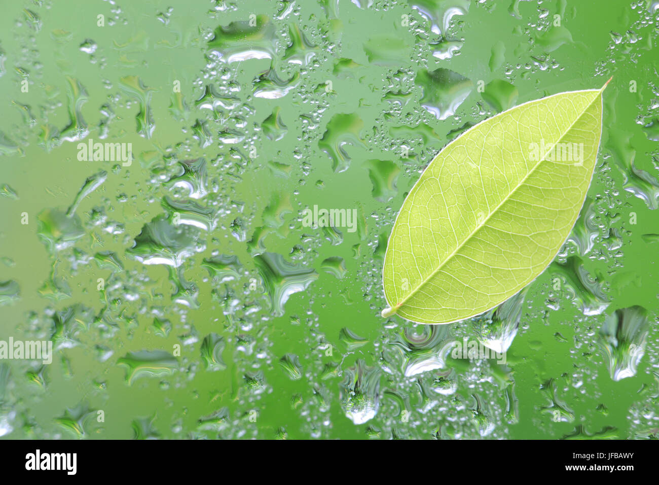 fresh green leaf on green rain Stock Photo - Alamy