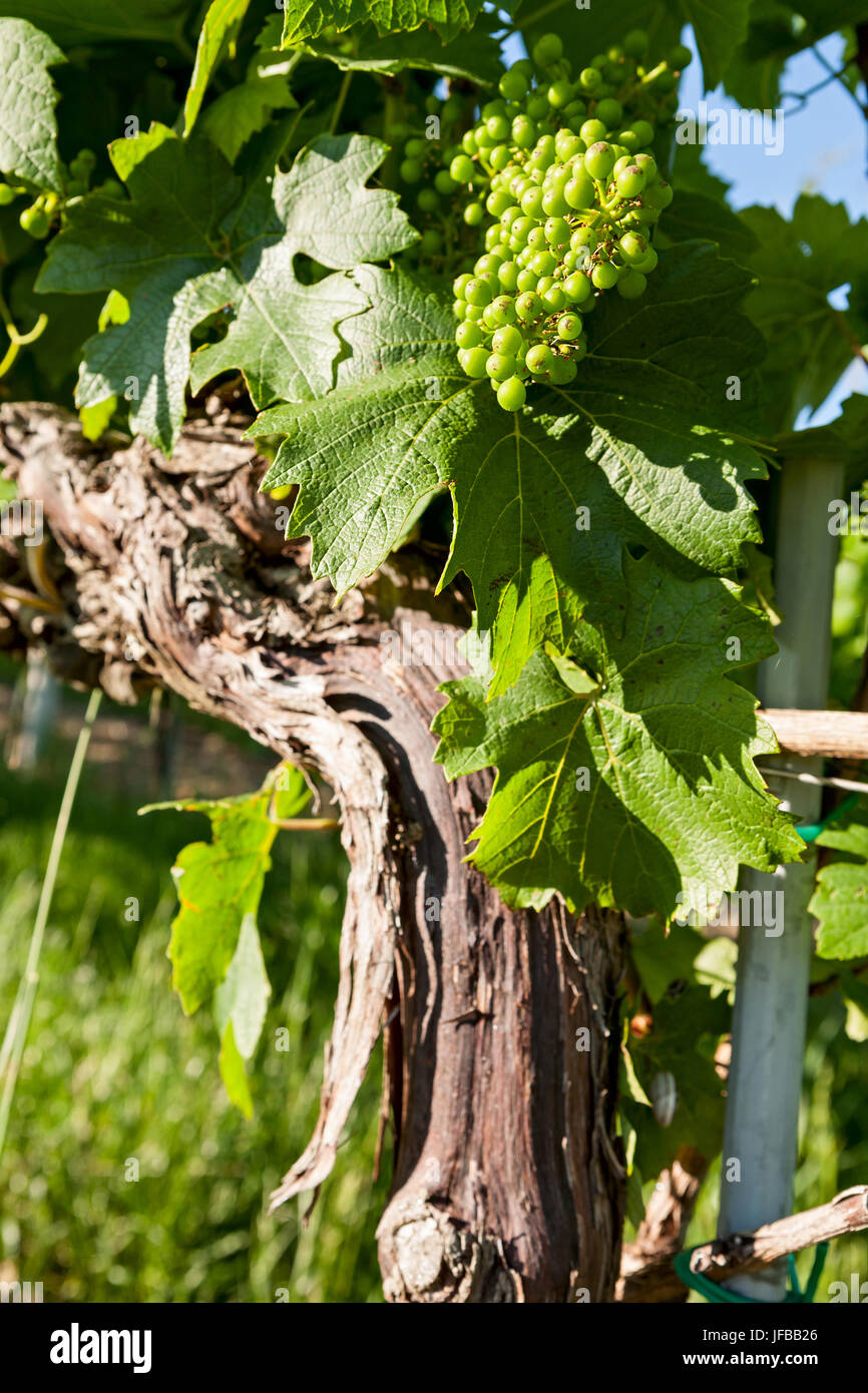Small vineyard hi-res stock photography and images - Alamy