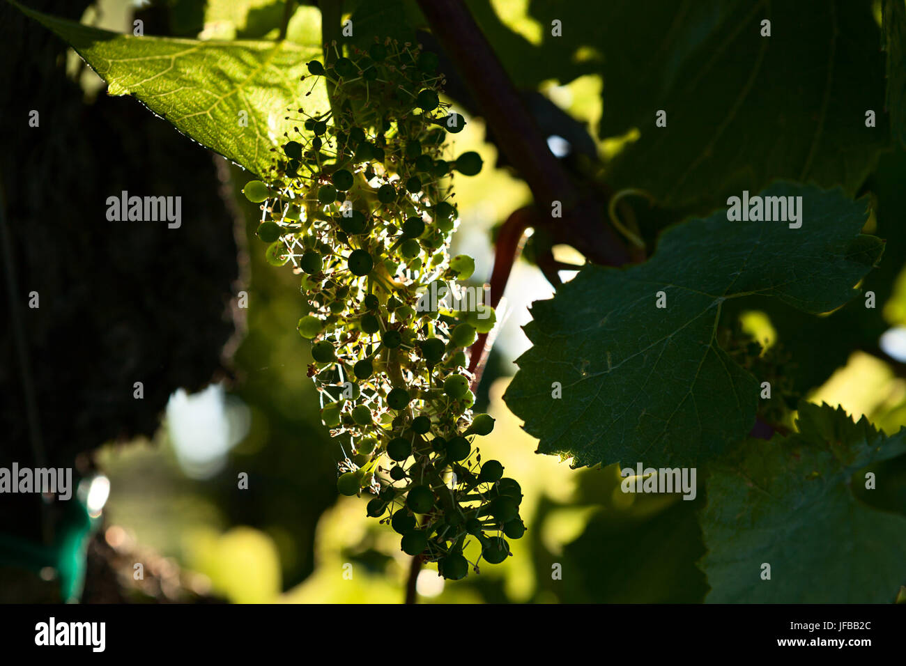 Small green bunch of grapes Stock Photo - Alamy