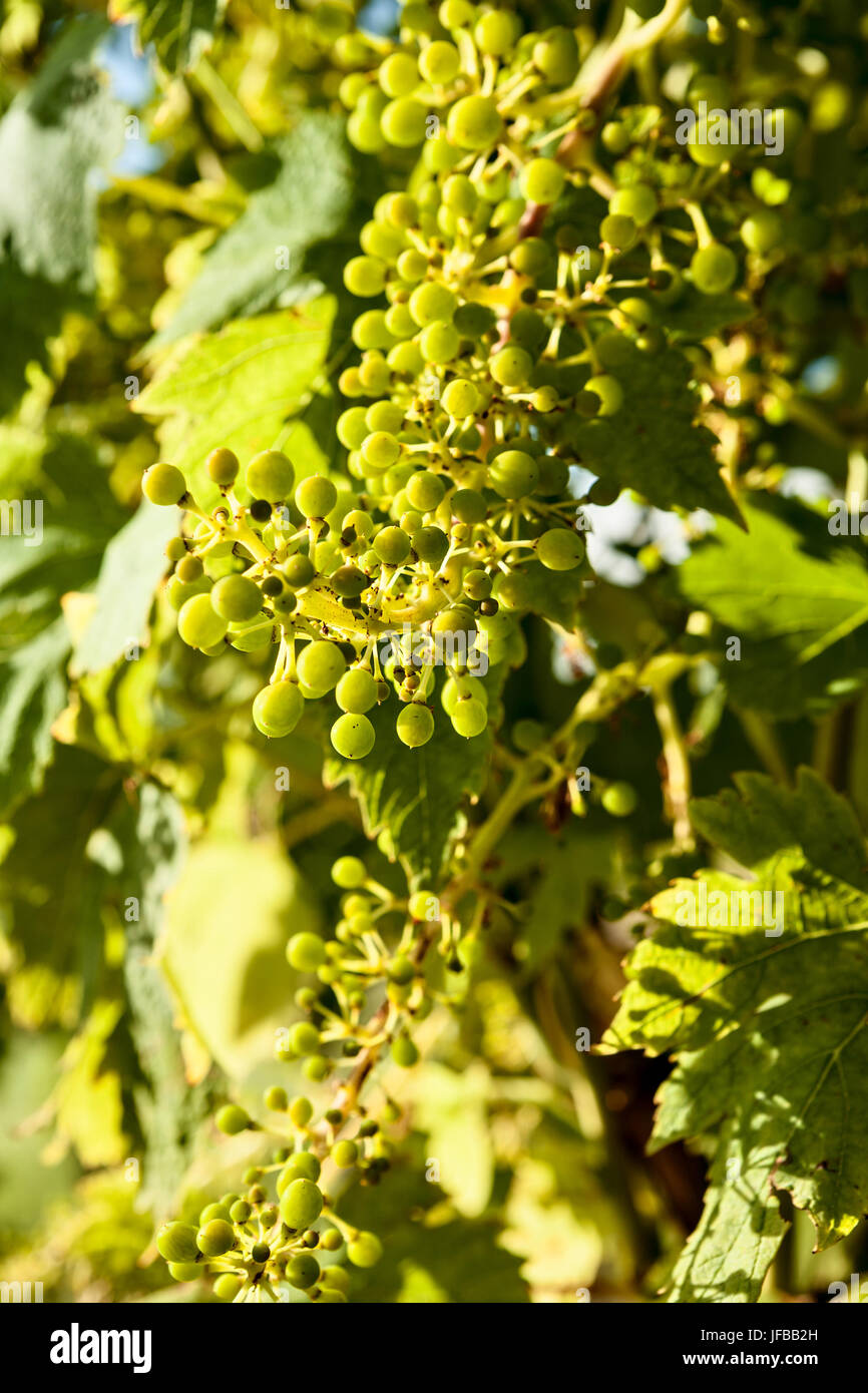 Closeup grapes hi-res stock photography and images - Alamy