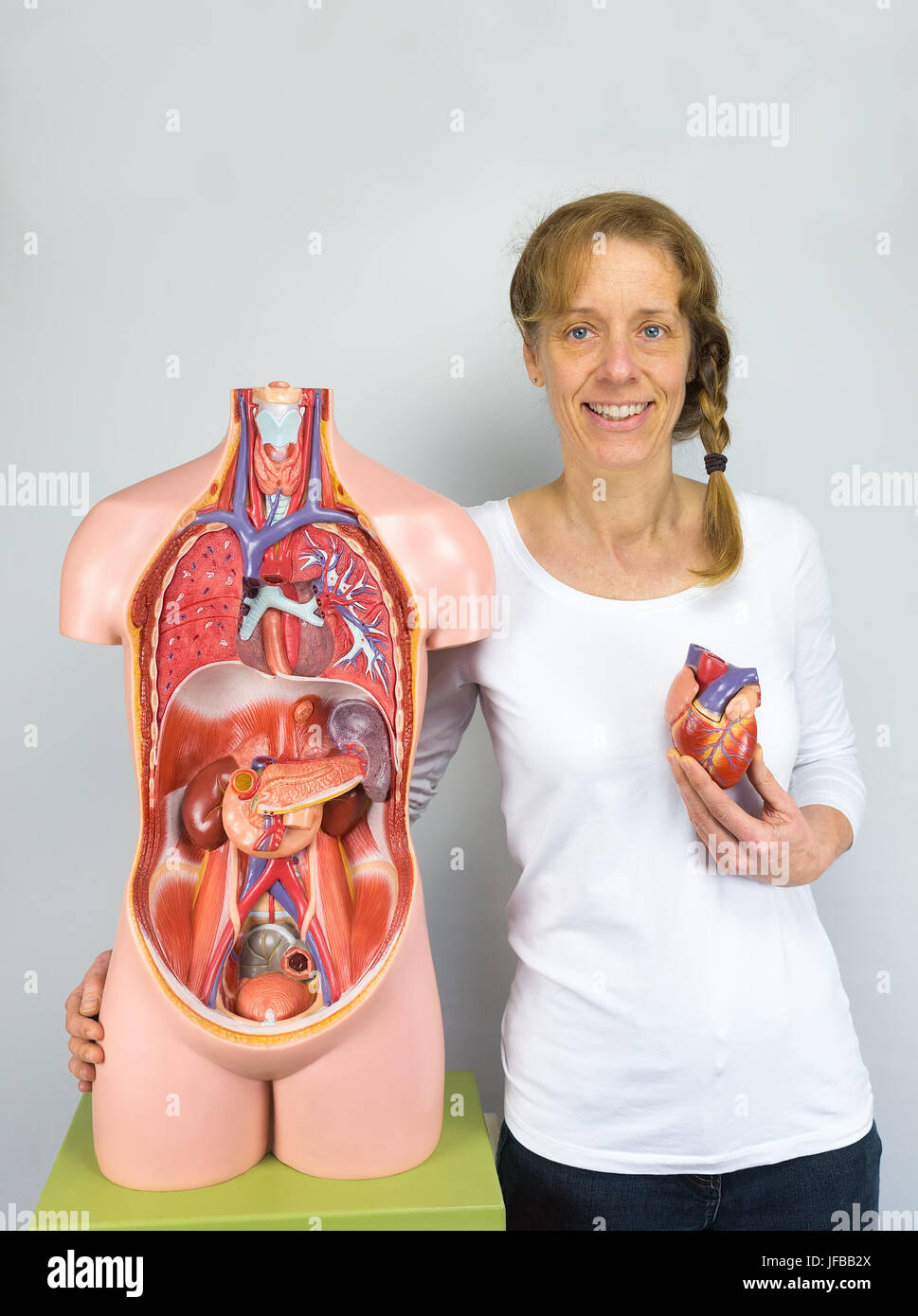 Woman showing heart model and torso Stock Photo - Alamy