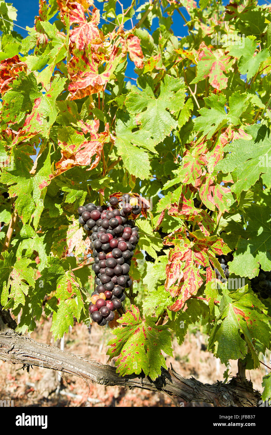 Red grapes lit by the sun Stock Photo - Alamy