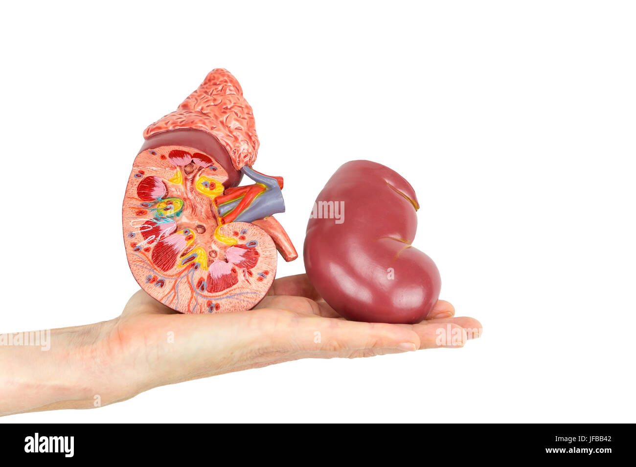 Flat hand showing model human kidney Stock Photo - Alamy