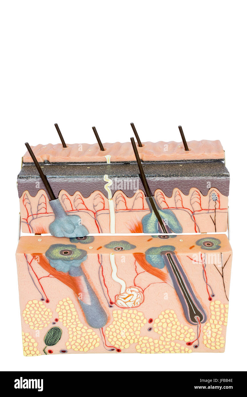 Protective tissue Cut Out Stock Images & Pictures - Alamy