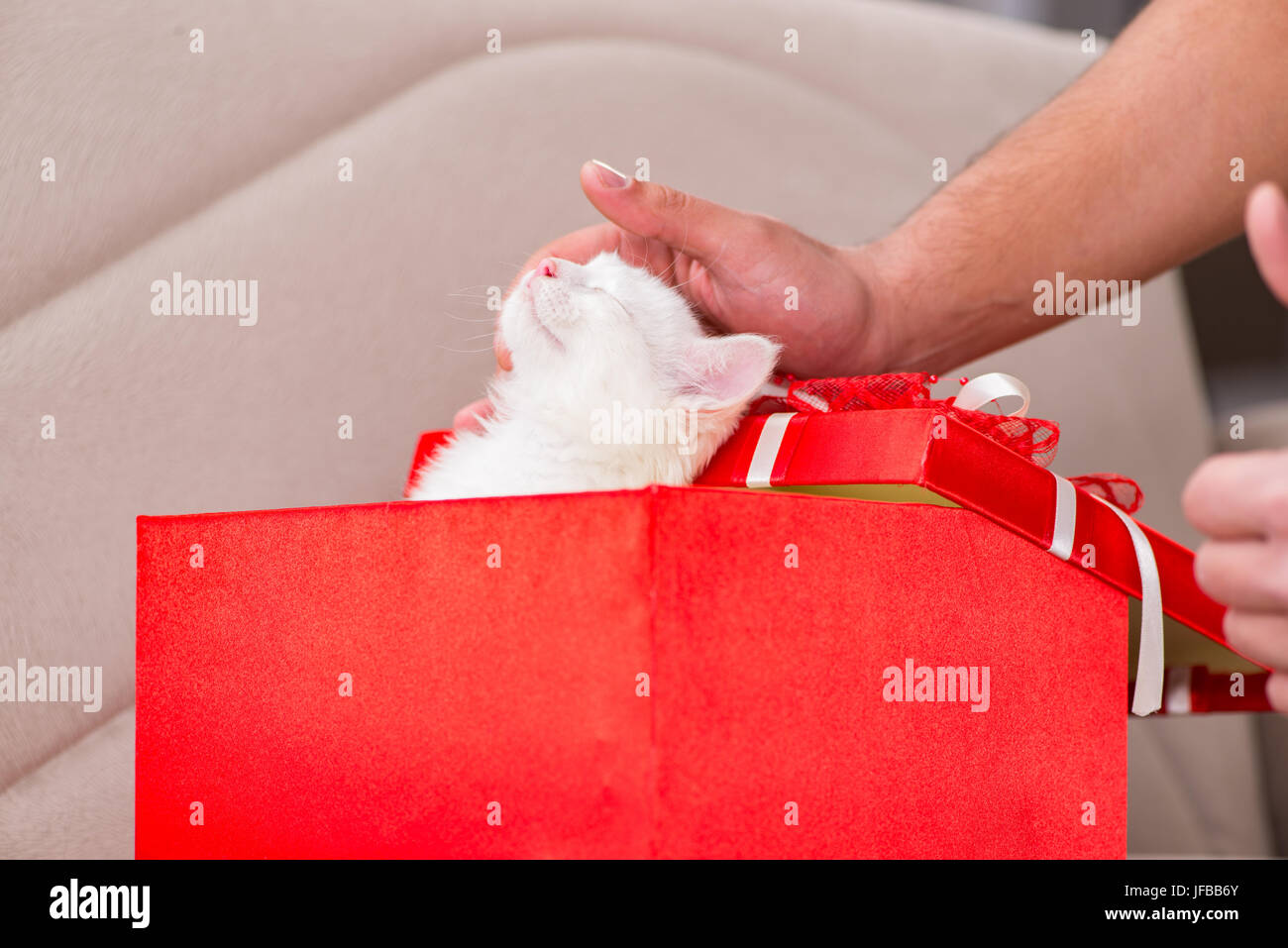 White cat as present in red box Stock Photo - Alamy