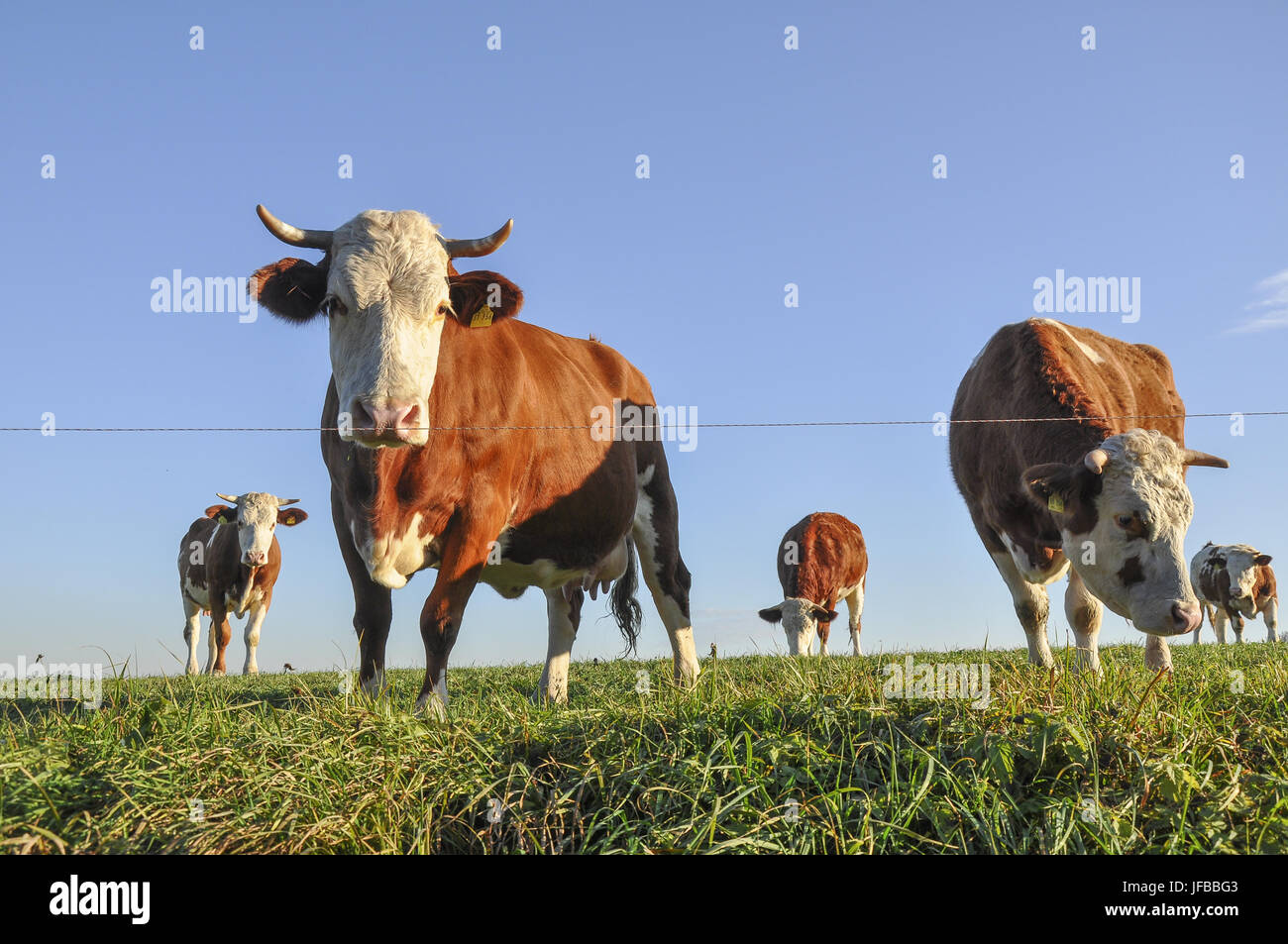 Cattle germany hi-res stock photography and images - Alamy