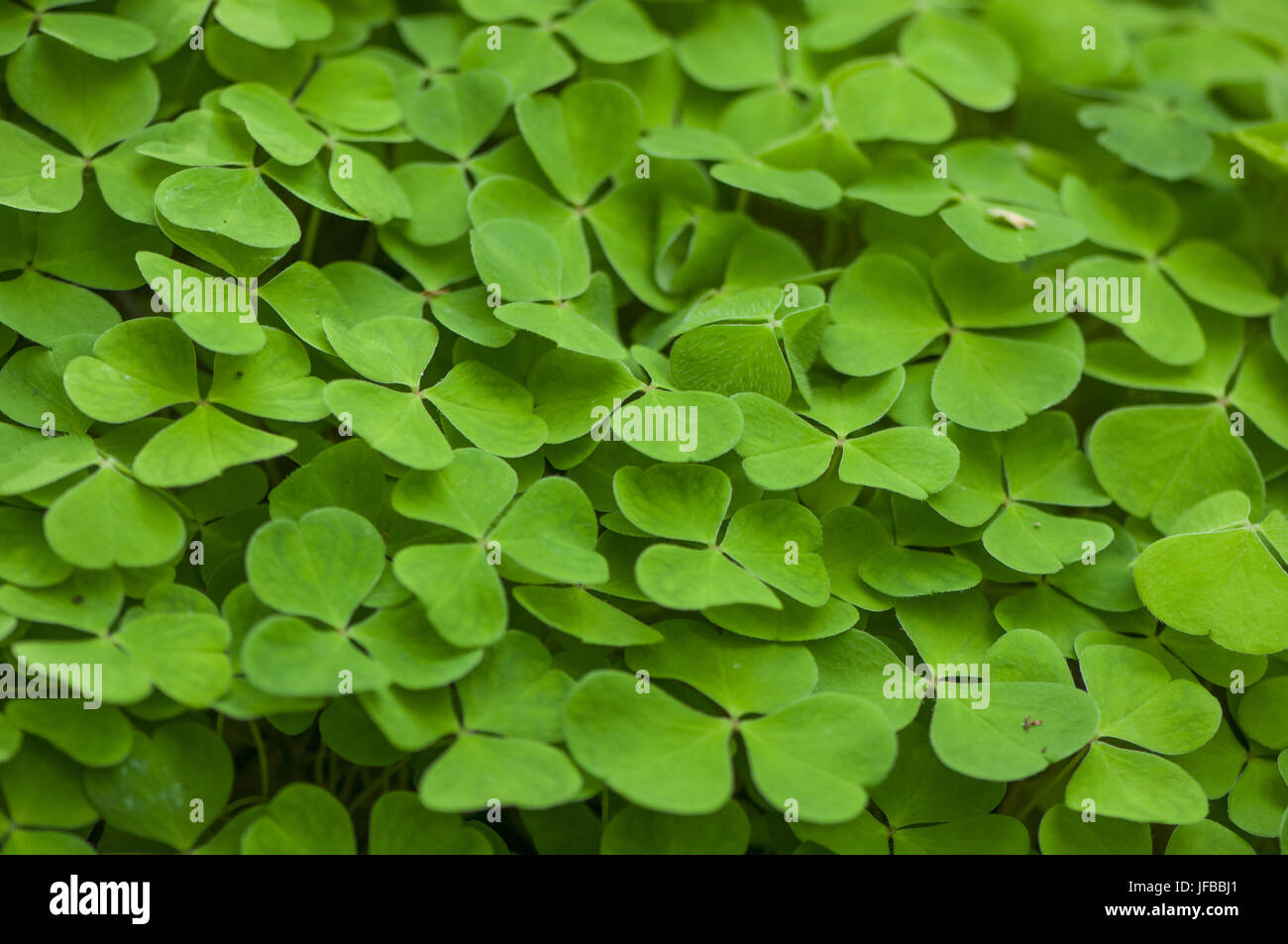 Wood sorrel, Germany Stock Photo - Alamy