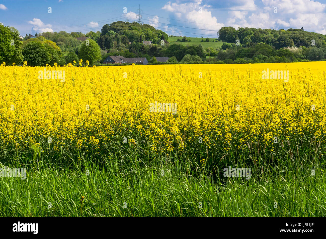 Blooming canola field with blue sky Stock Photo - Alamy