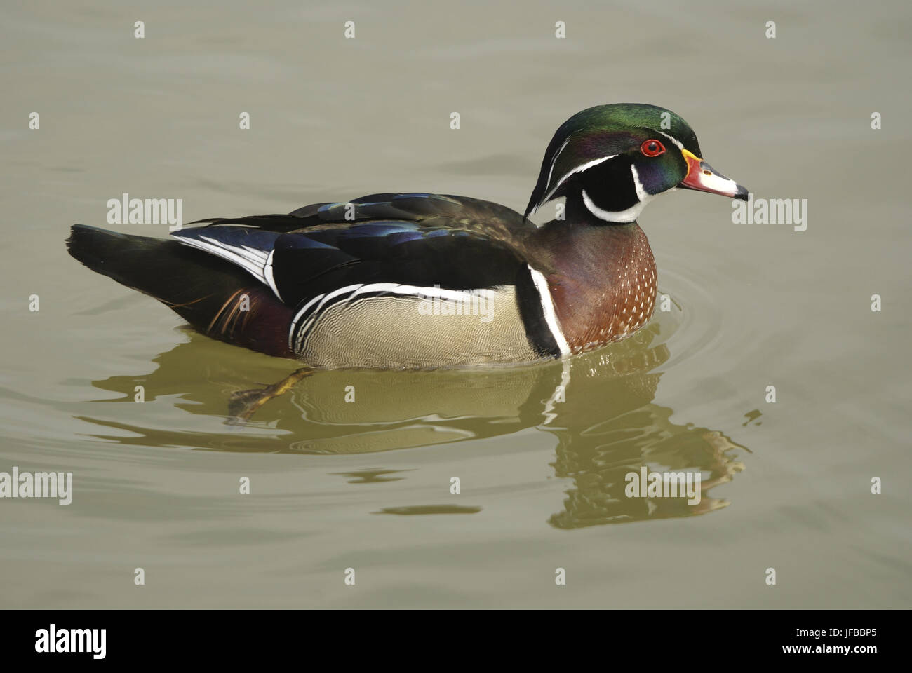 wood duck, Germany Stock Photo - Alamy