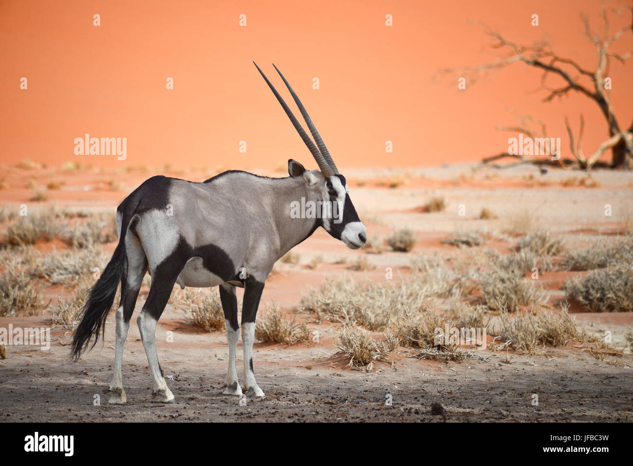 oryx in Africa Stock Photo - Alamy
