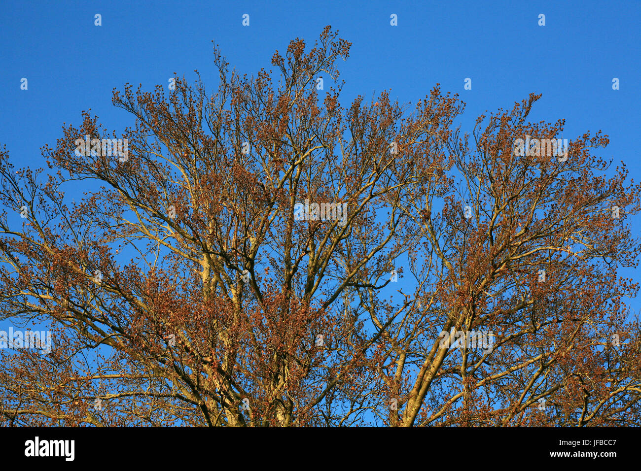 Fruits of the beech, fagus sylvatica Stock Photo - Alamy