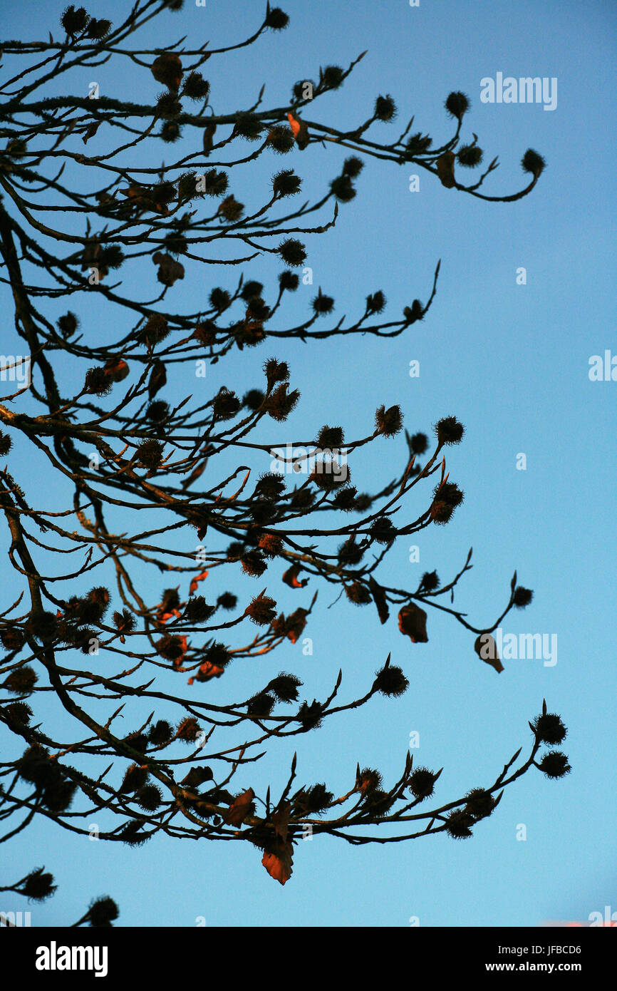 Fruits of the beech, fagus sylvatica Stock Photo - Alamy