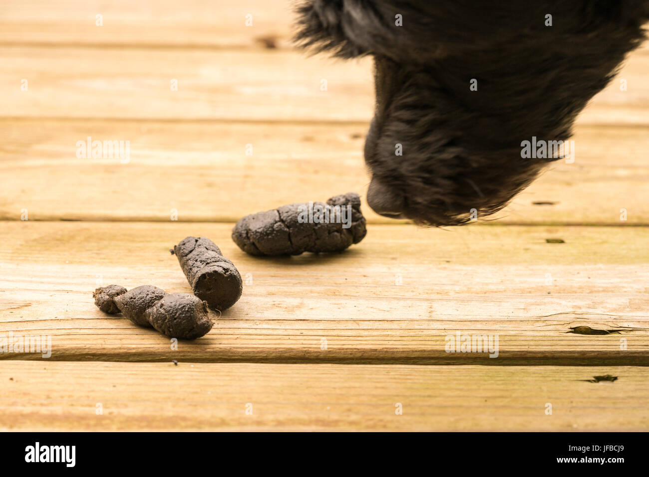 Dog poop on outside decking Stock Photo - Alamy