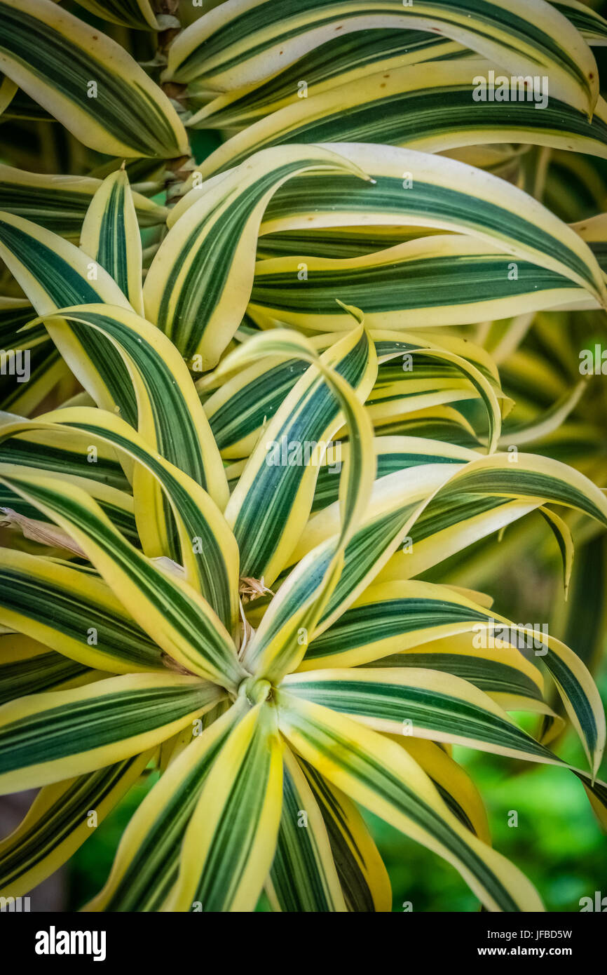 Dracaena fragrans flower hi-res stock photography and images - Alamy