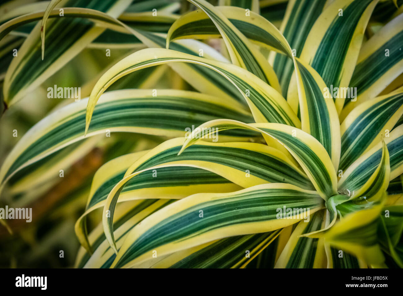 Draceanea Fragrans plant Stock Photo - Alamy