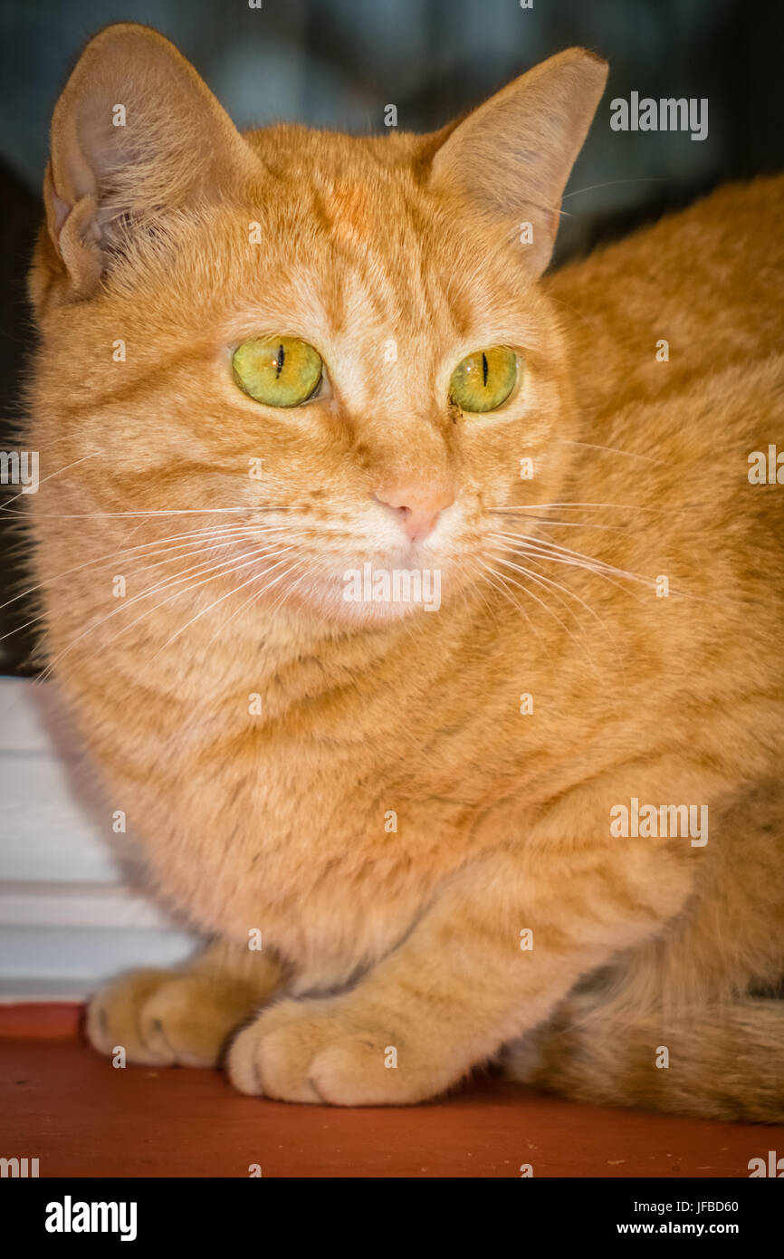 Cute cat portrait Stock Photo - Alamy