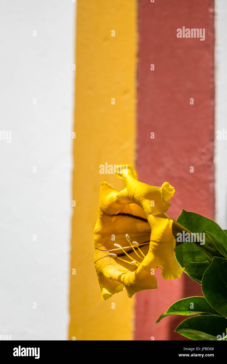 Yellow Gold Vine Solandra Maxima flower Stock Photo - Alamy