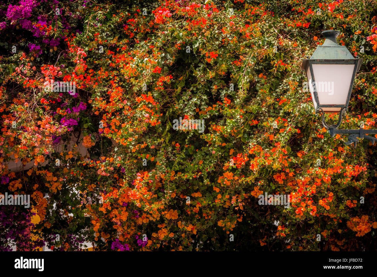 Streetlamp and colorful flowers Stock Photo - Alamy