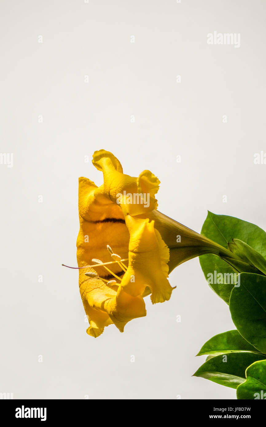 Yellow Gold Vine Solandra Maxima flower Stock Photo - Alamy
