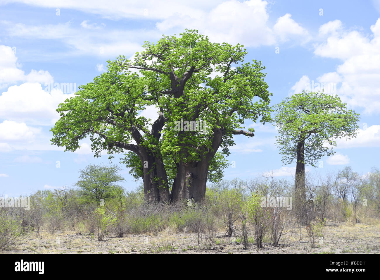 Hollow baobab tree africa hi-res stock photography and images - Alamy
