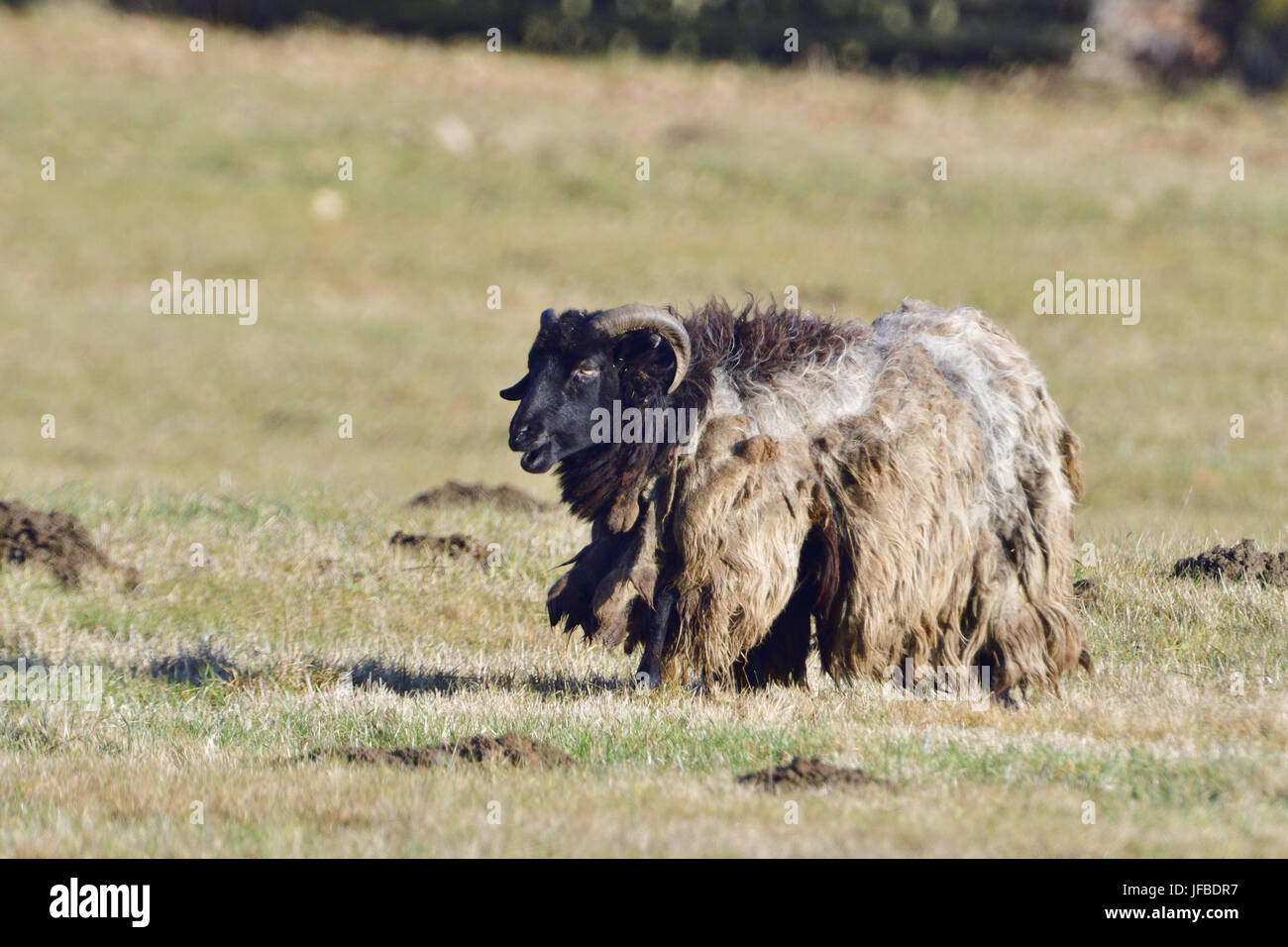 German grey heath sheep hi-res stock photography and images - Alamy
