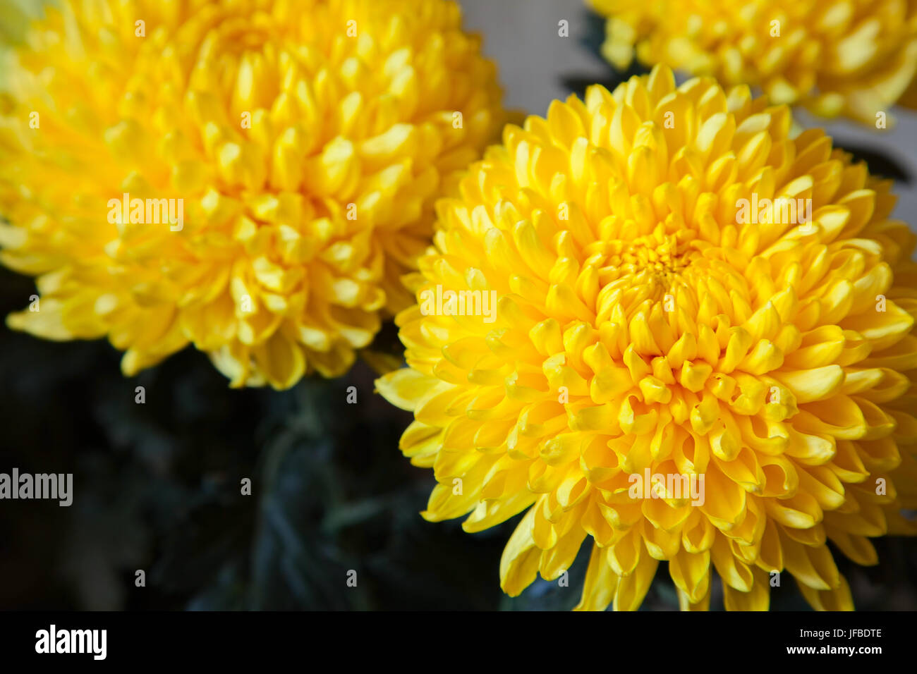 Flower sh hi-res stock photography and images - Alamy