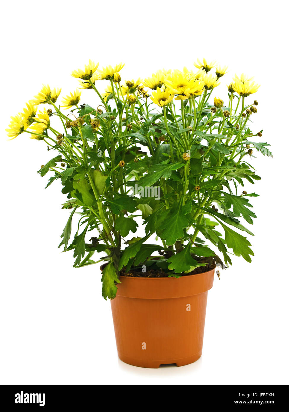 Yellow Flowers in Pot Stock Photo - Alamy