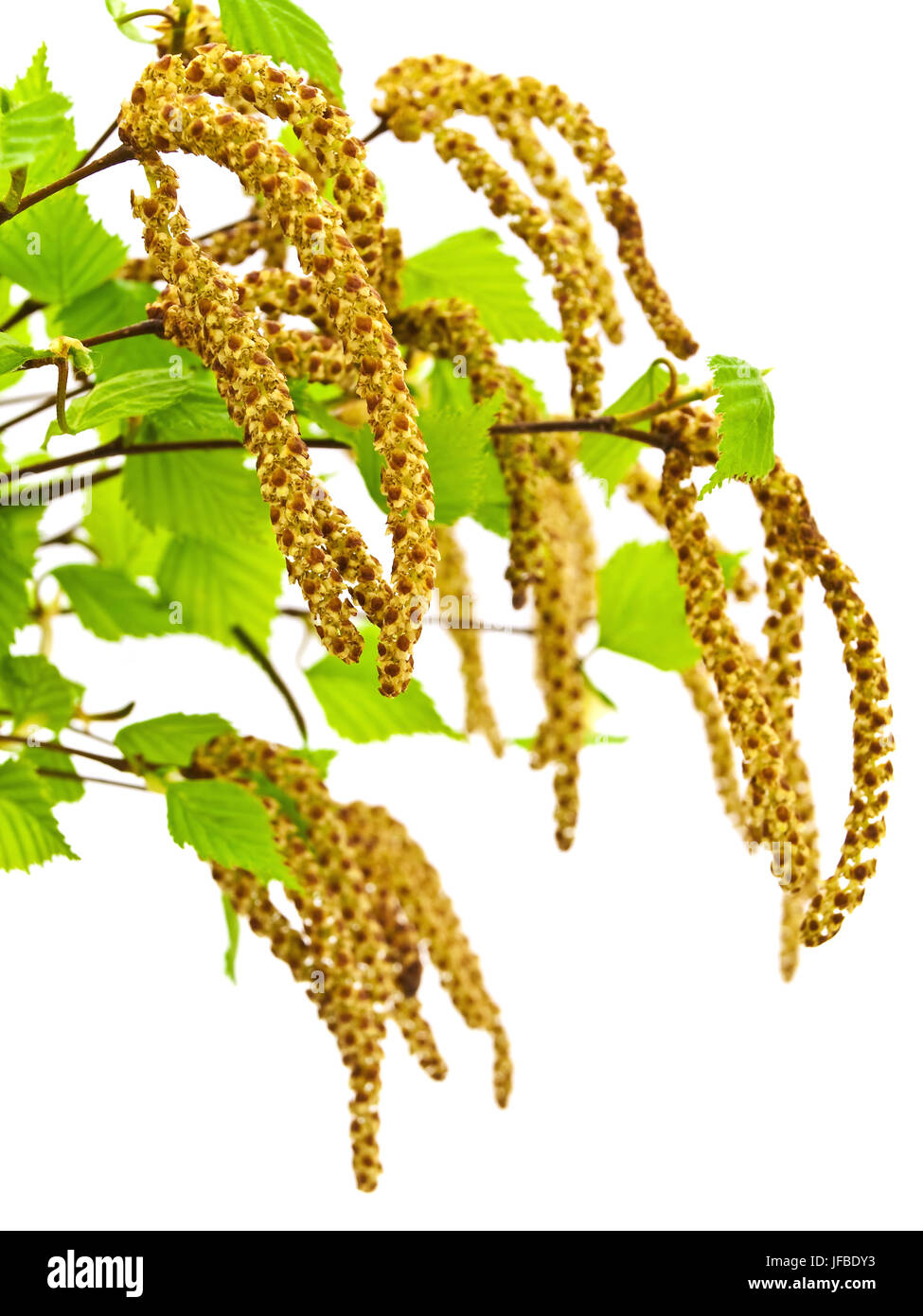 Birch branch hi-res stock photography and images - Alamy