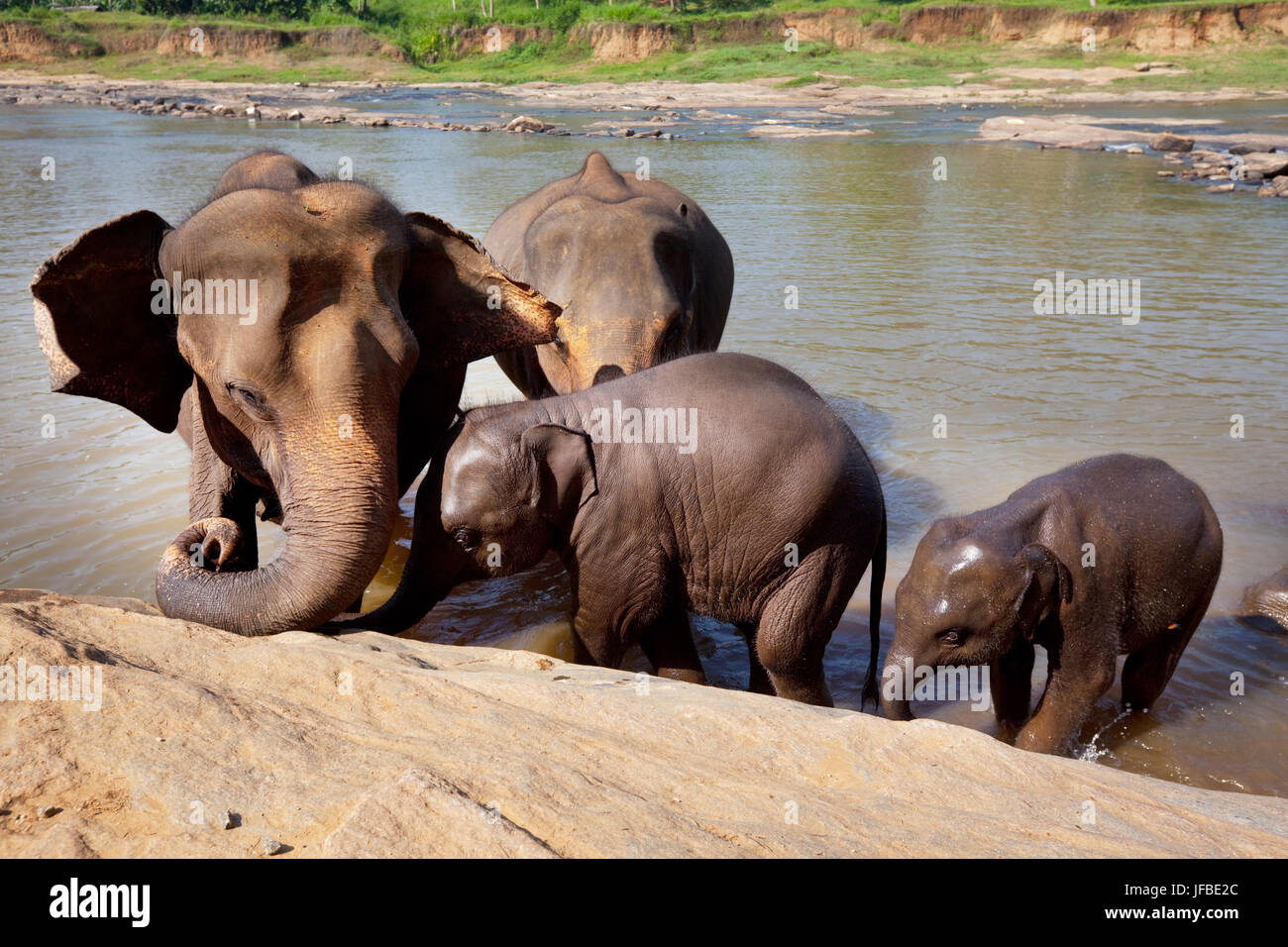 Elephants on Sri Lanka Stock Photo - Alamy