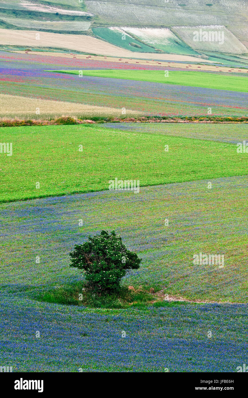Lentil flowers hi-res stock photography and images - Alamy