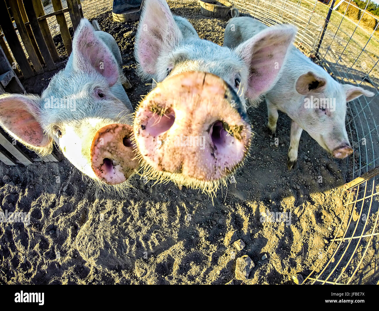Animal farm cartoon pigs hi-res stock photography and images - Alamy