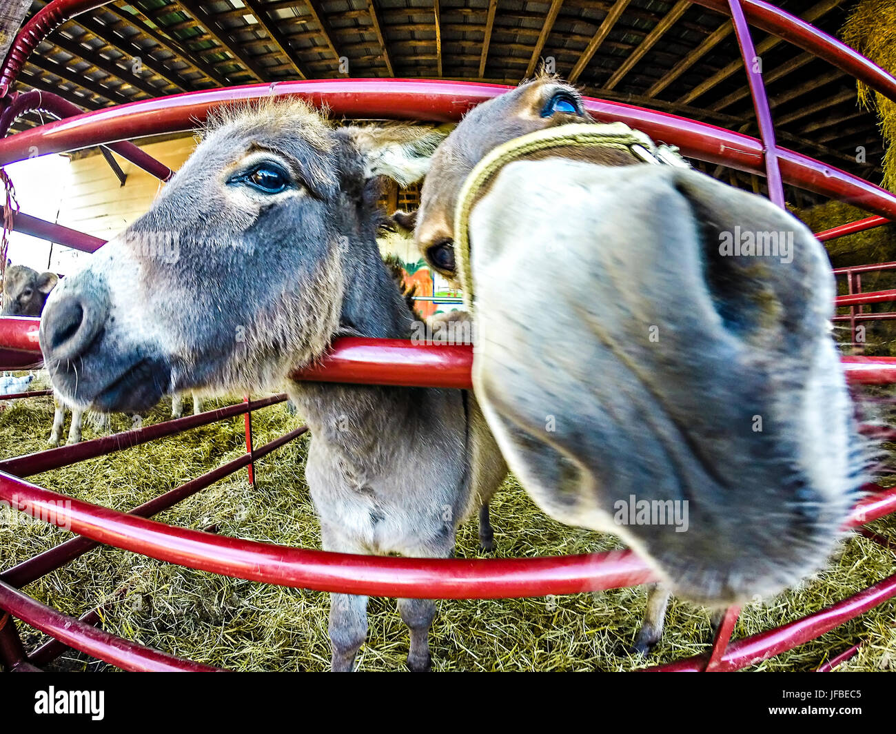 funny donkey at the farm Stock Photo - Alamy