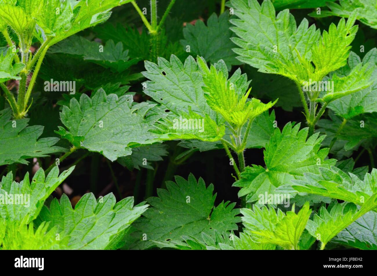 Nettle plants useful plant plants hi-res stock photography and images ...