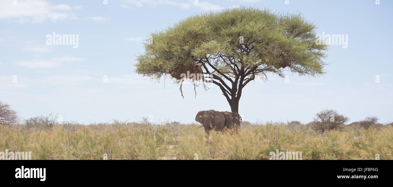 Elephants under tree hi-res stock photography and images - Alamy