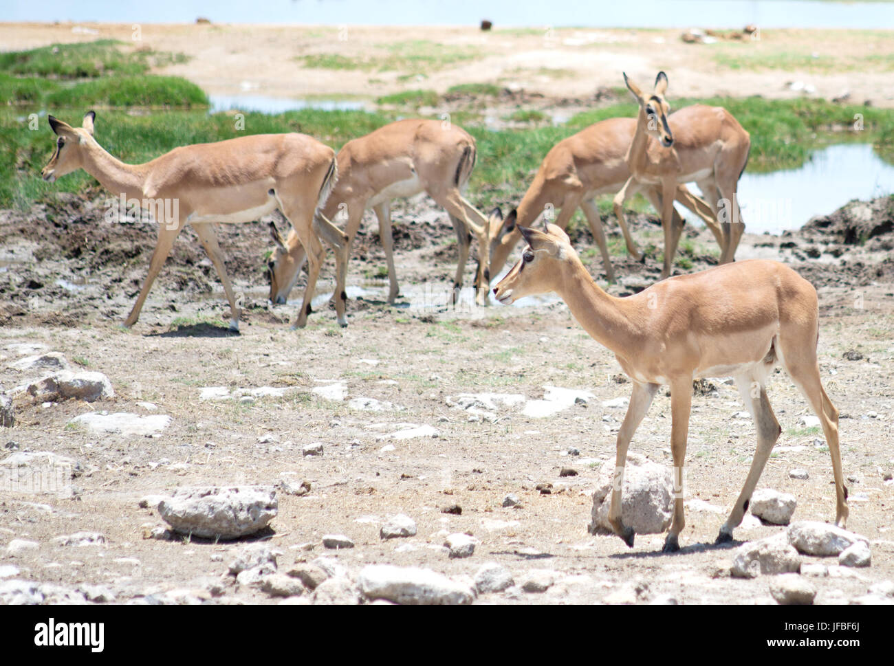 Blue antelopes hi-res stock photography and images - Alamy