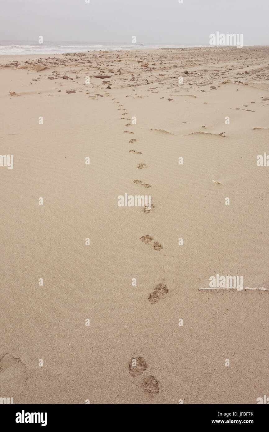 big cat track Stock Photo - Alamy