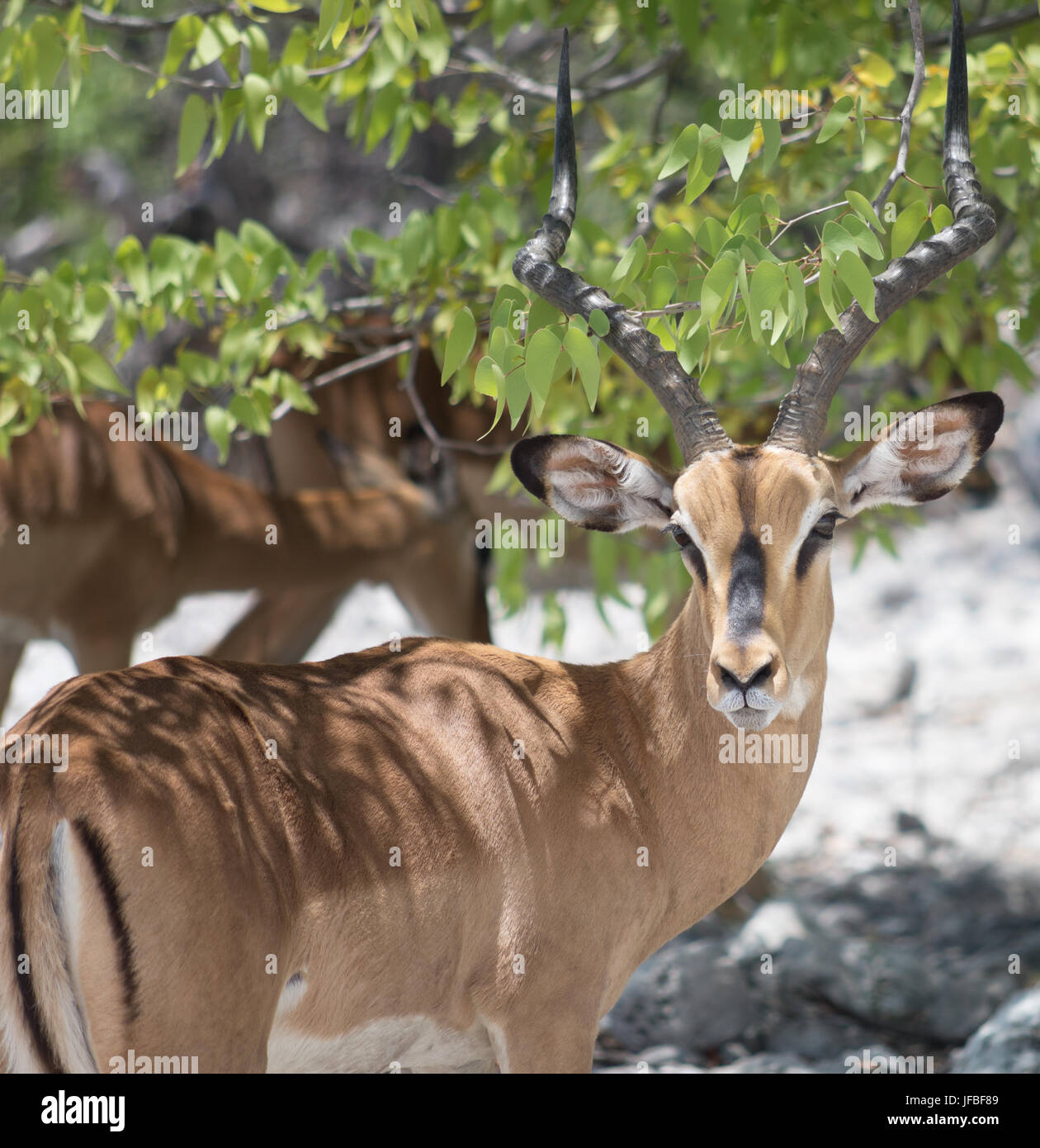 The springbok and the impala hi-res stock photography and images - Alamy